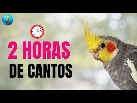 2 HORAS DE CANTOS Para CACATÚAS NINFAS enséñales a cantar