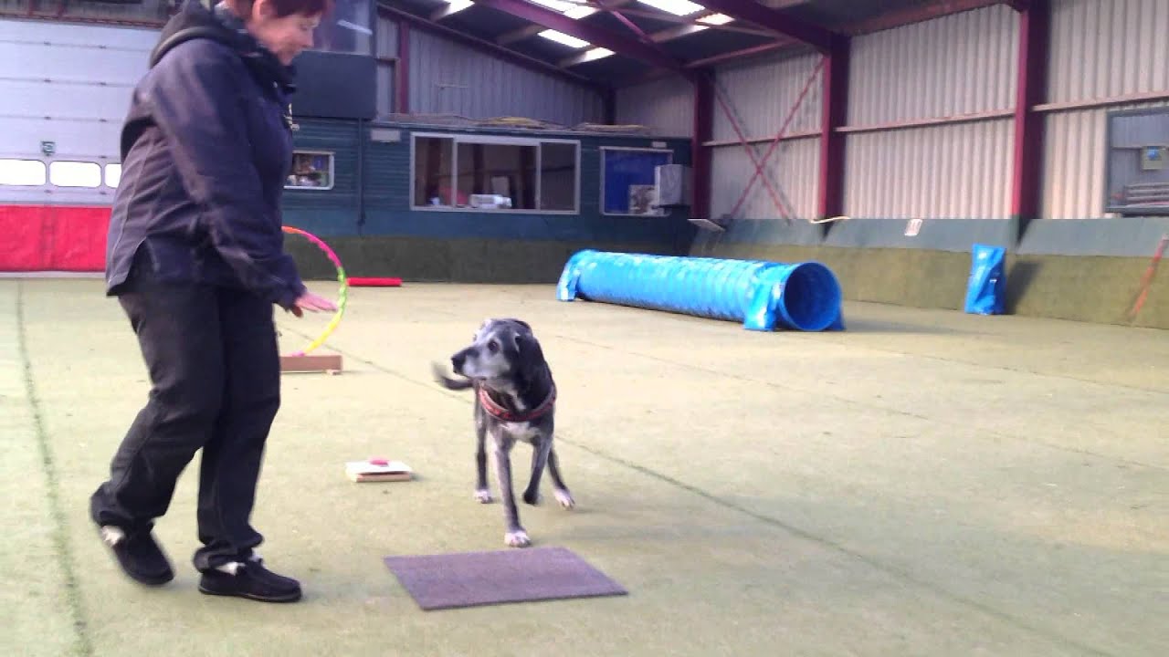 Mees en het test parcours - YouTube