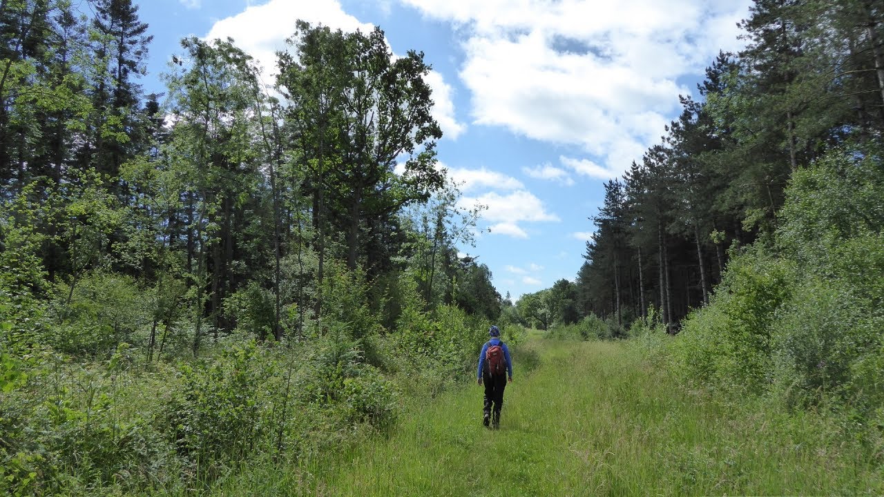Fineshade Woods Blatherwycke Walk, Circular Walks In Northamptonshire ...