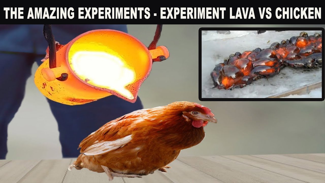 The Amazing Experiments - EXPERIMENT LAVA vs CHICKEN | Interesting ...