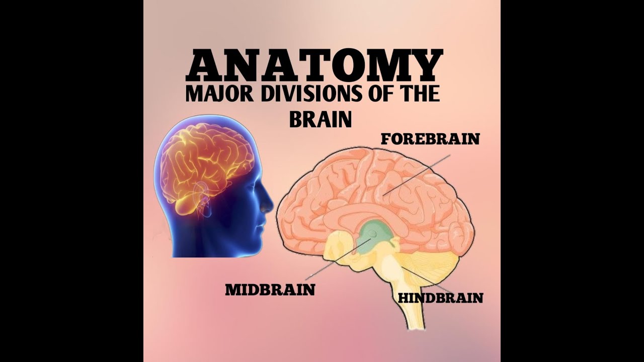 Major Divisions of the Brain|Anatomy Tagalog|Brain Anatomy #brain # ...