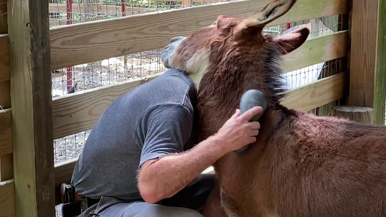 Donkey Grooming - YouTube