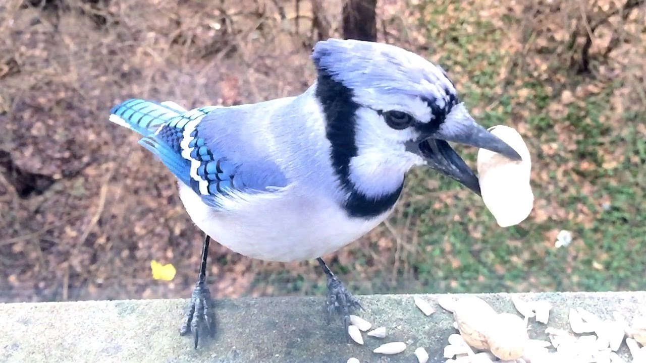 Blue Jay 2016-02-24 - YouTube