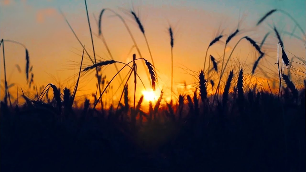 Soothing Night Ambience | 8 Hours Of Relaxing Nighttime Nature Sounds ...