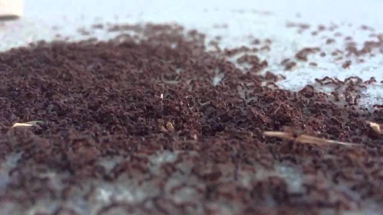 Ants, lots of ants - YouTube
