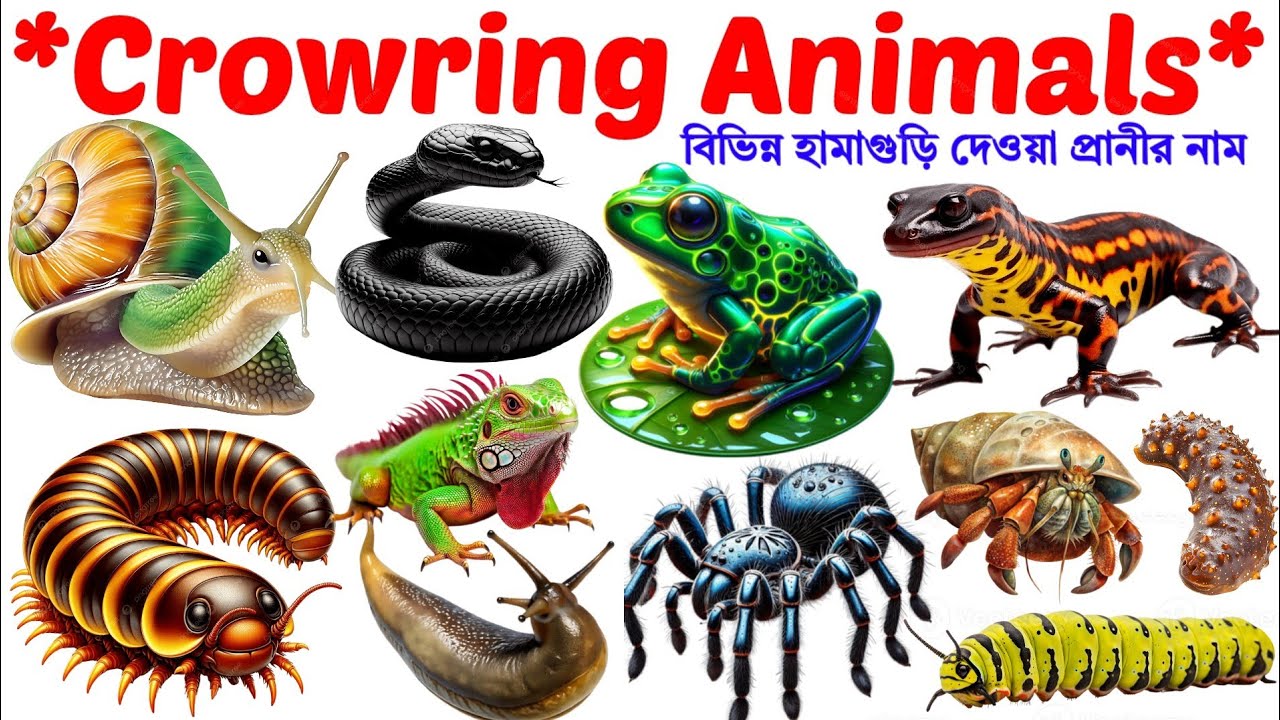 Crawling Animals 🐍| Name of Animals |English Vocabulary Learning Video ...