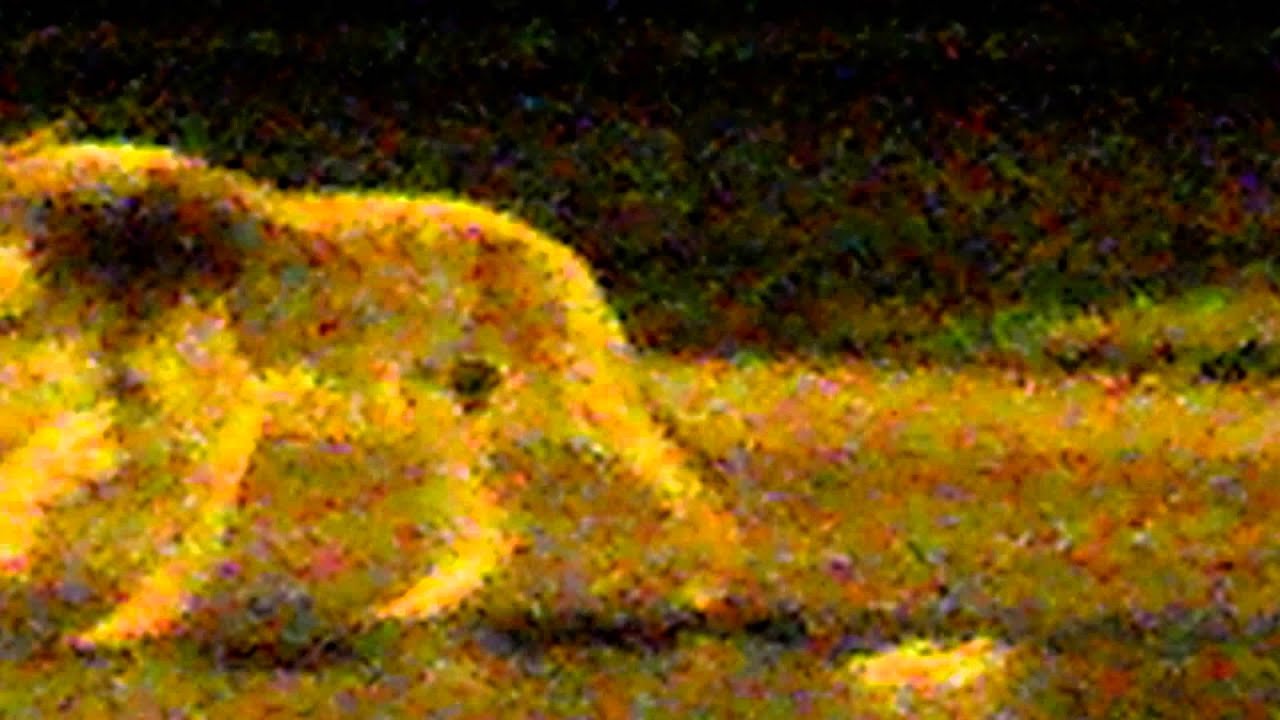 Coyote Wolf Hybrid in Milton! - YouTube