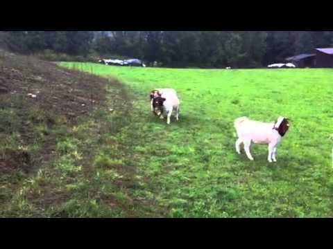Boer goats mating burenziegen Paarung deckakt - YouTube