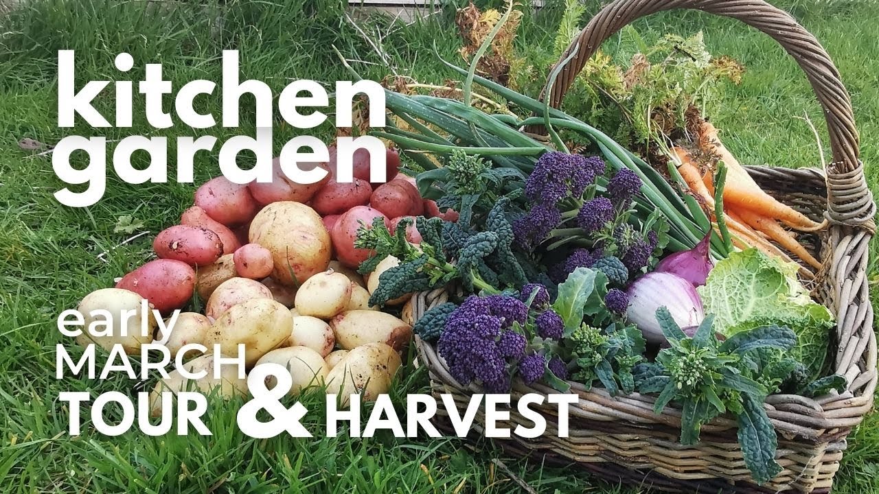 Early March Kitchen Garden Tour and Harvest - YouTube