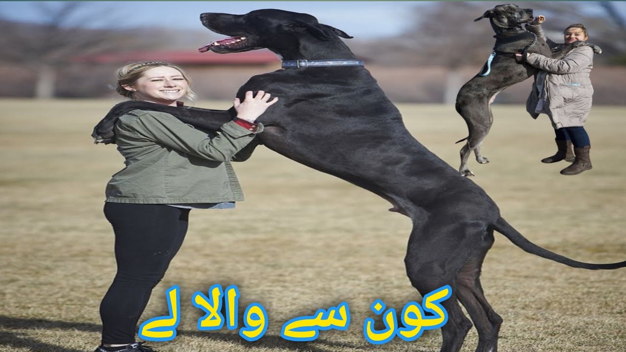 Dog Breeds 🤣 | The Strongest Dogs In The World - YouTube