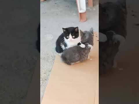 Yavrularını Emziren Anne Kedi ve Yavruları