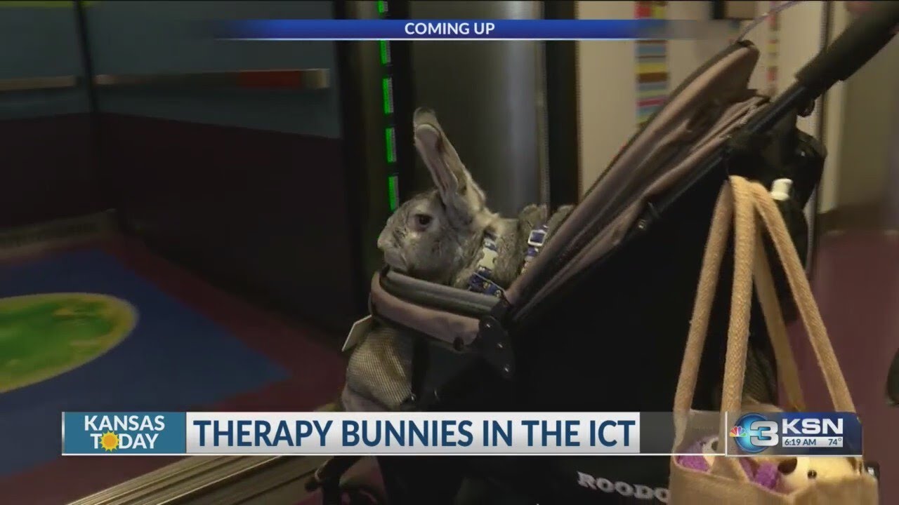 Wichita couple working to grow therapy bunny program - YouTube