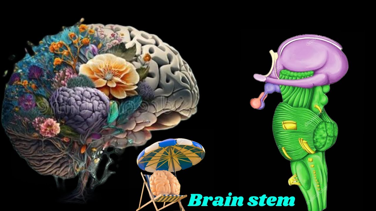 Brain stem | Anatomy | Structure | Function | Neuro anatomy | Hind ...