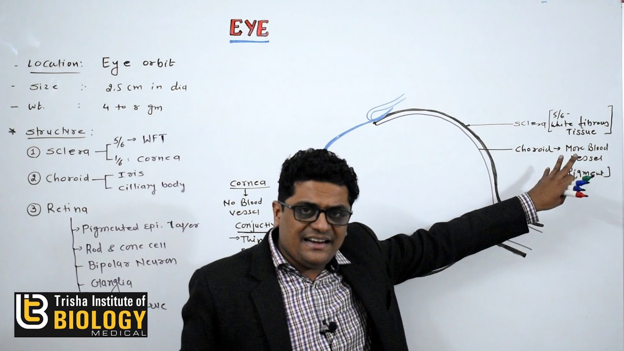 STRUCTURE OF EYE: NEURONAL CONTROL AND CO-ORDINATION - YouTube