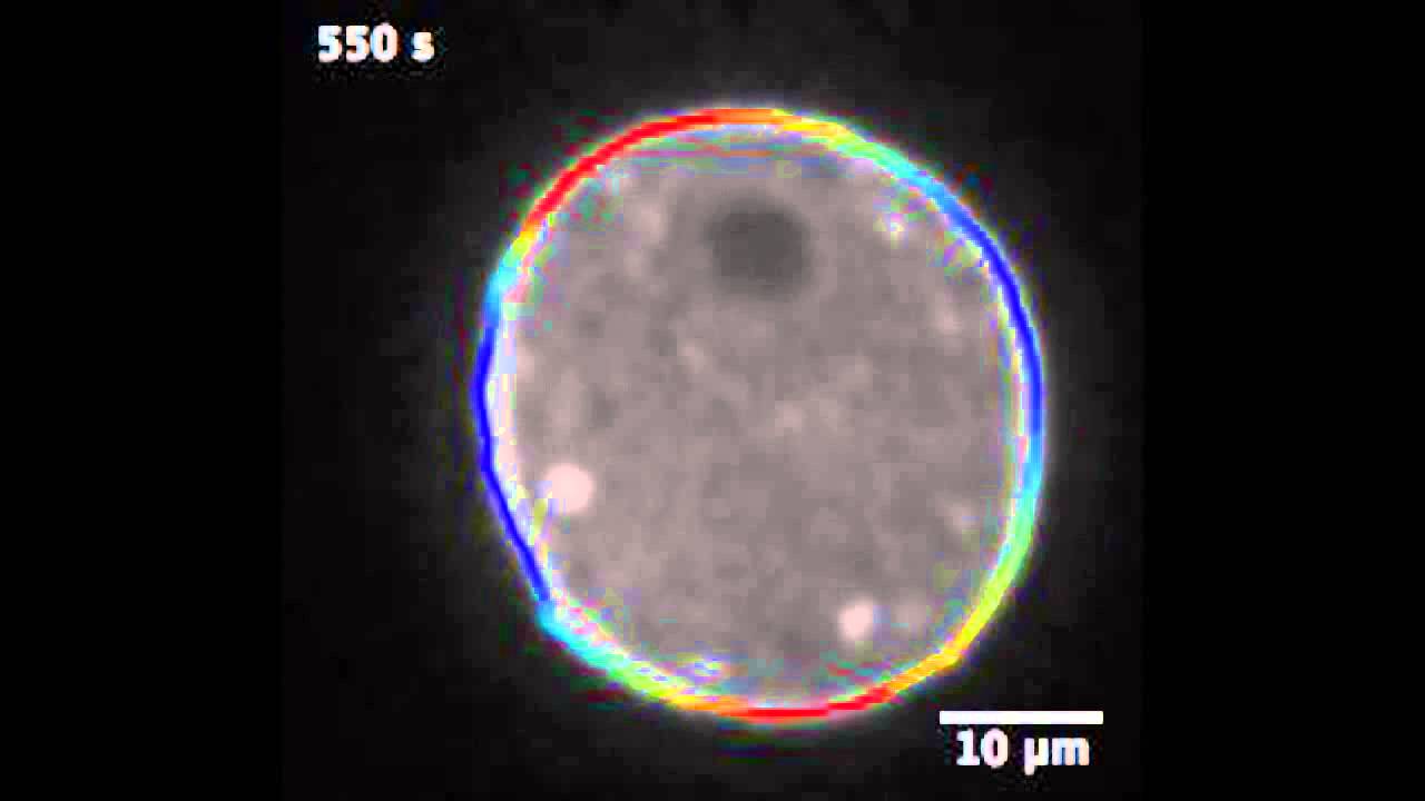 Dancing with the cells - YouTube