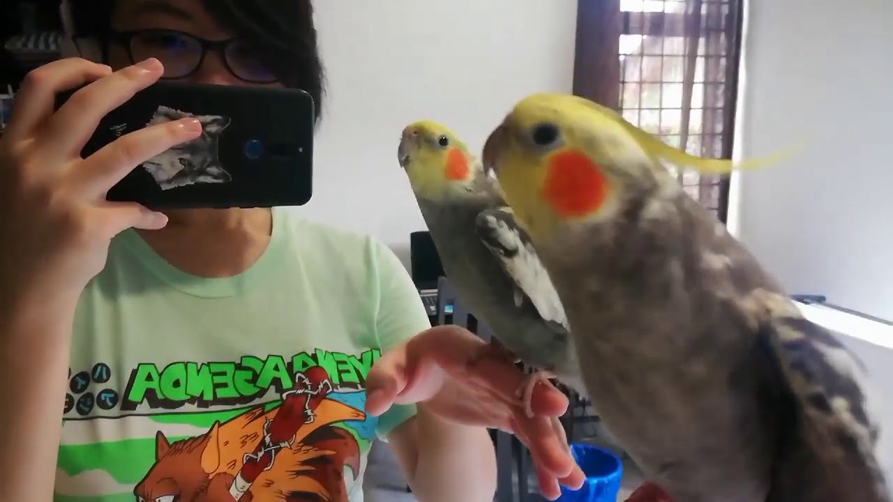 day 10 of quarantine and I learned how to duet with my bird - YouTube