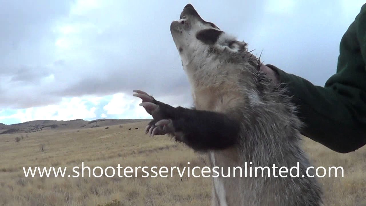 2017 Fall Varmint Hunts - YouTube