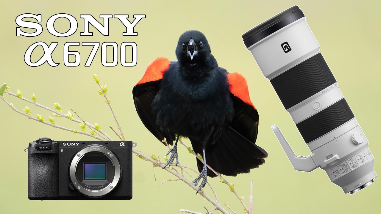 Sony a6700 Bird Photography with 200-600mm Lens! - YouTube