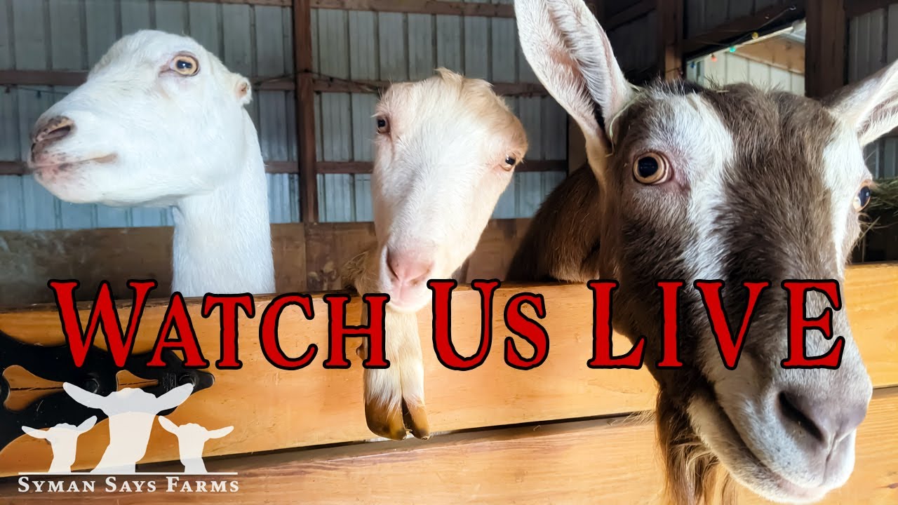 LIVE Goat Camera - 24/7 - Syman Says Farms - YouTube