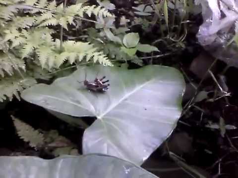 Video mesum di sawah
