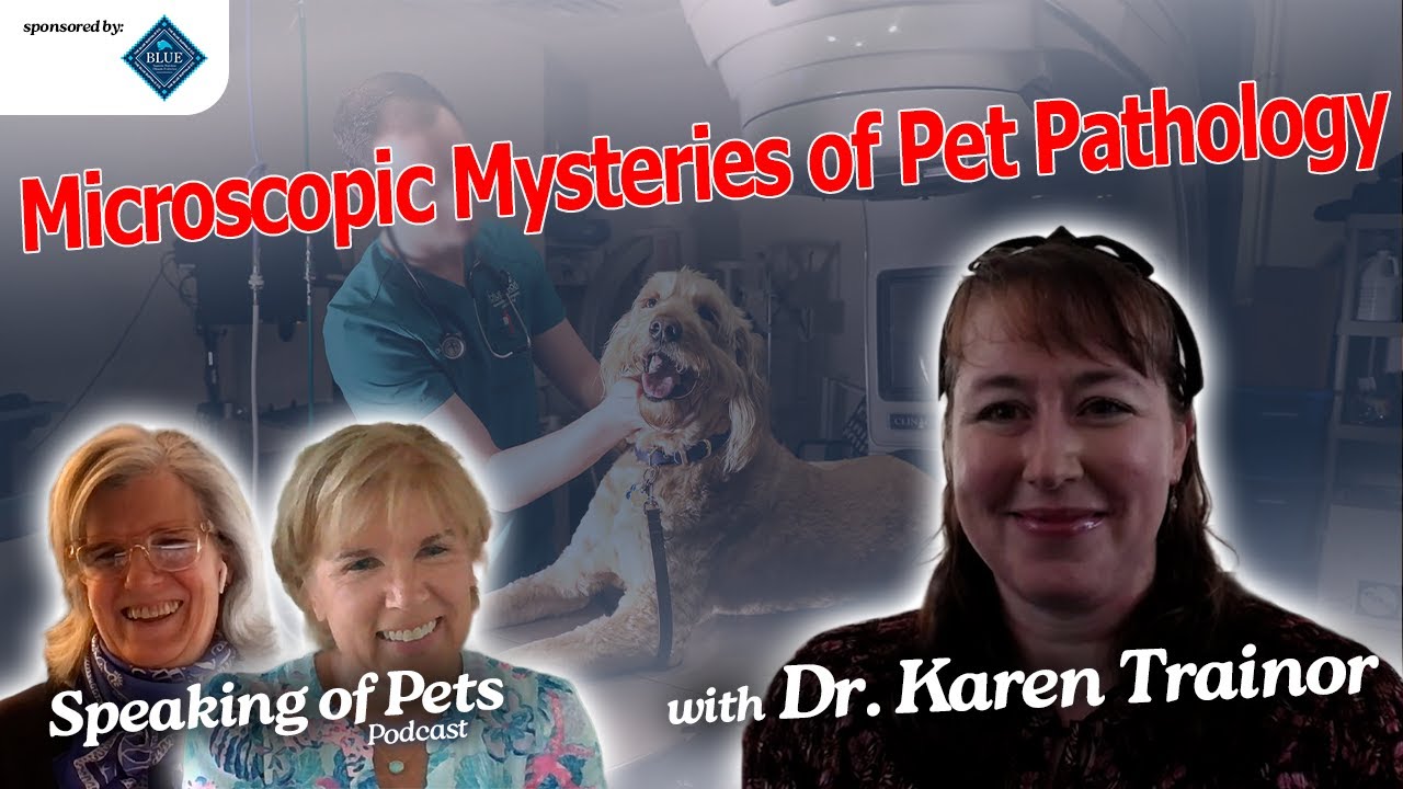 Microscopic Mysteries of Pet Pathology | SOP Ep. 62 - Dr. Karen Trainor ...