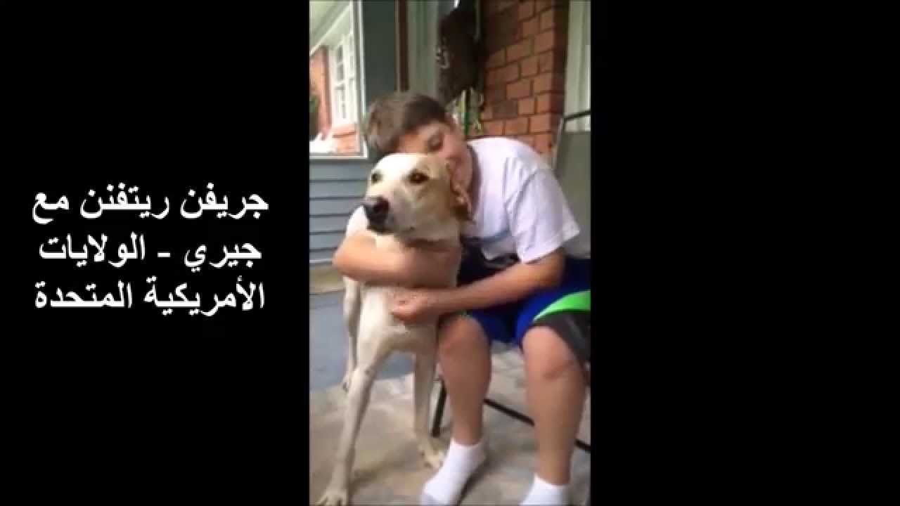 كلب بلدي مصري الجزء الأول Egyptian Baladi Dog Part One - YouTube