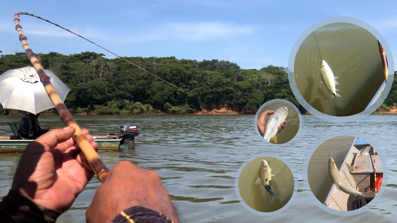Incrível o tanto de peixe que sai desse rio - Piapara, Taguara, CD ...