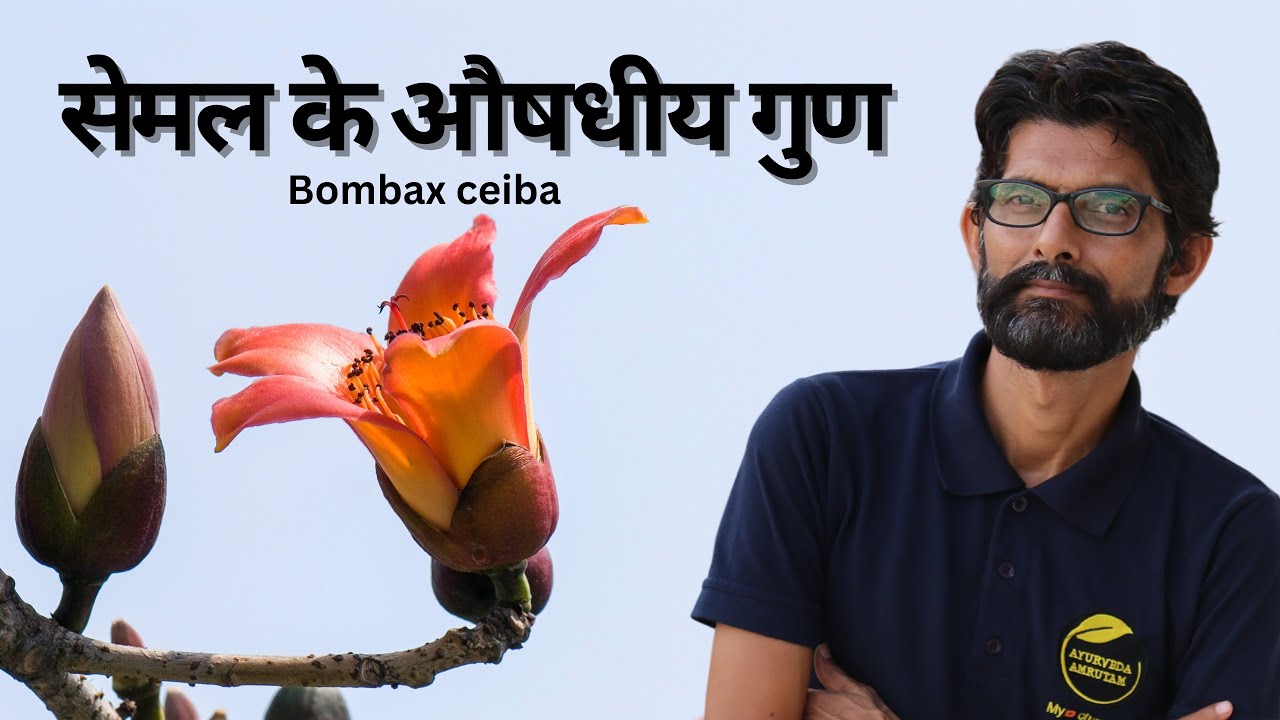 सेमल के औषधीय गुण | Semal Tree Ke Fayde | Ayurveda Amrutam - YouTube