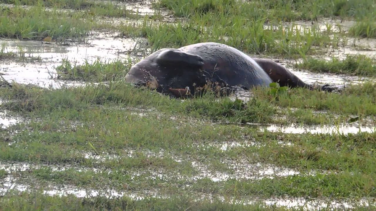 Out to Africa-Hippo Moving in Water at Maasai Mara National Reserve ...