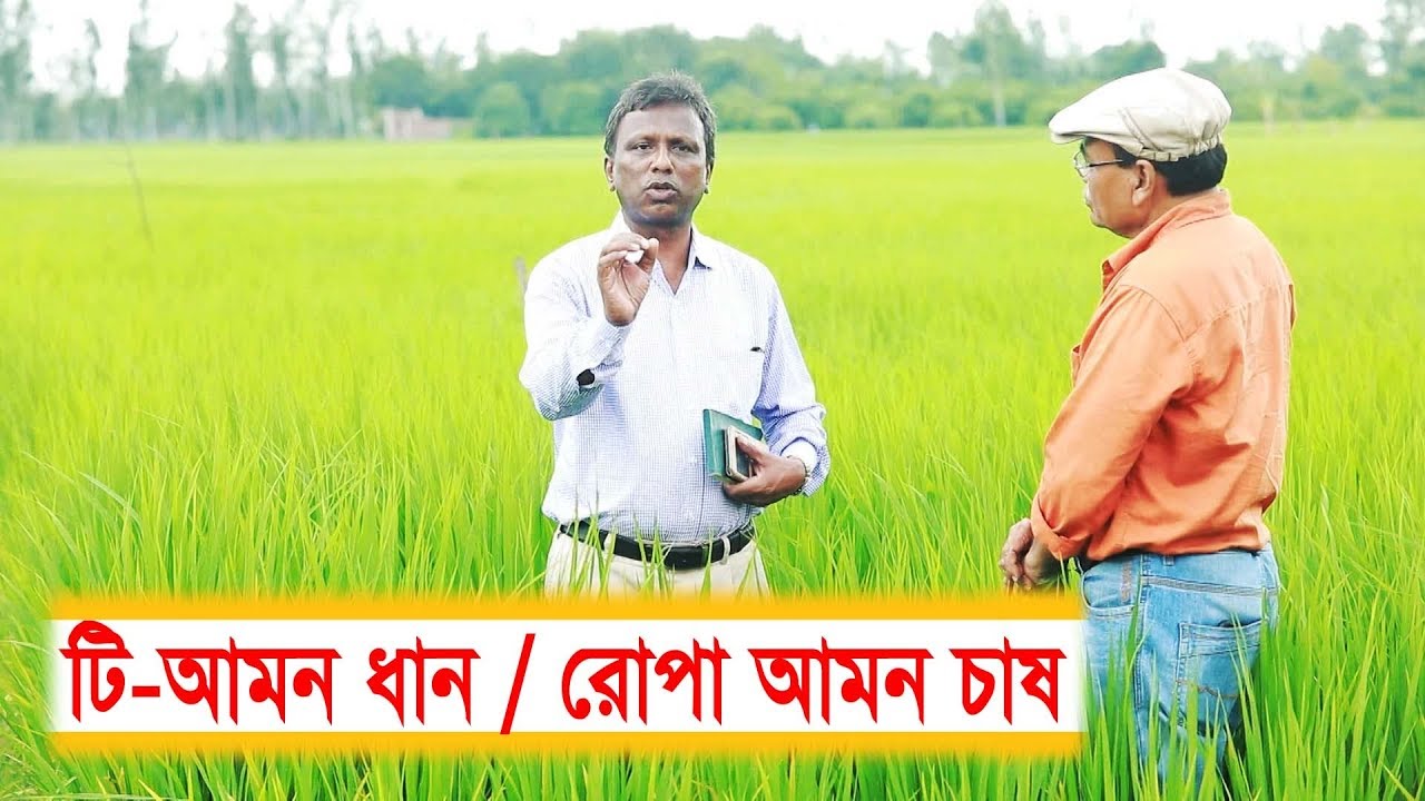দিনাজপুর জেলা, বিরল উপজেলায় টি-আমন ধান /রোপা আমন চাষ | Ropa Amon Dhan ...