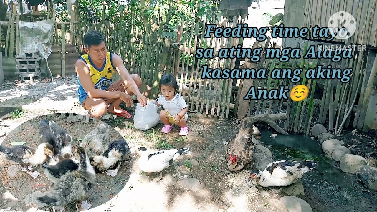 Pakain Muna Tayo Ng Ating Mga Alagang Pato Kasama Ang Aking Baby Girl# ...