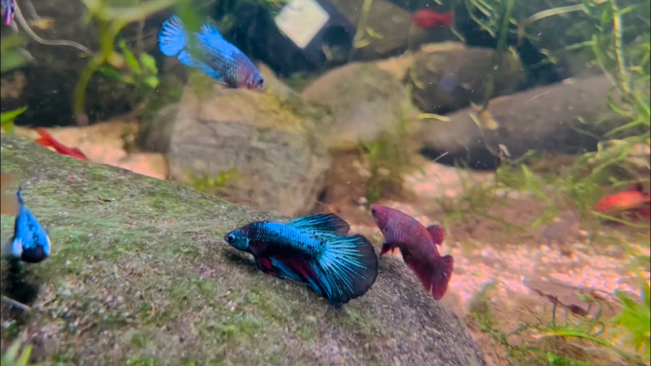 50 GALLON BETTA FISH POUND - YouTube