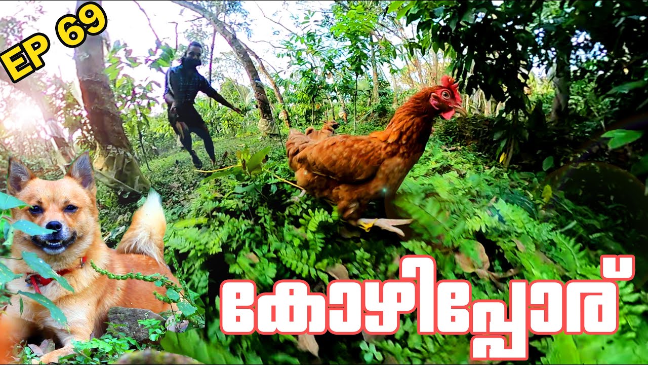 കോഴിപ്പോര് | Puppykuttan Webseries Ep 69 | Malayalam Comedy Talking ...