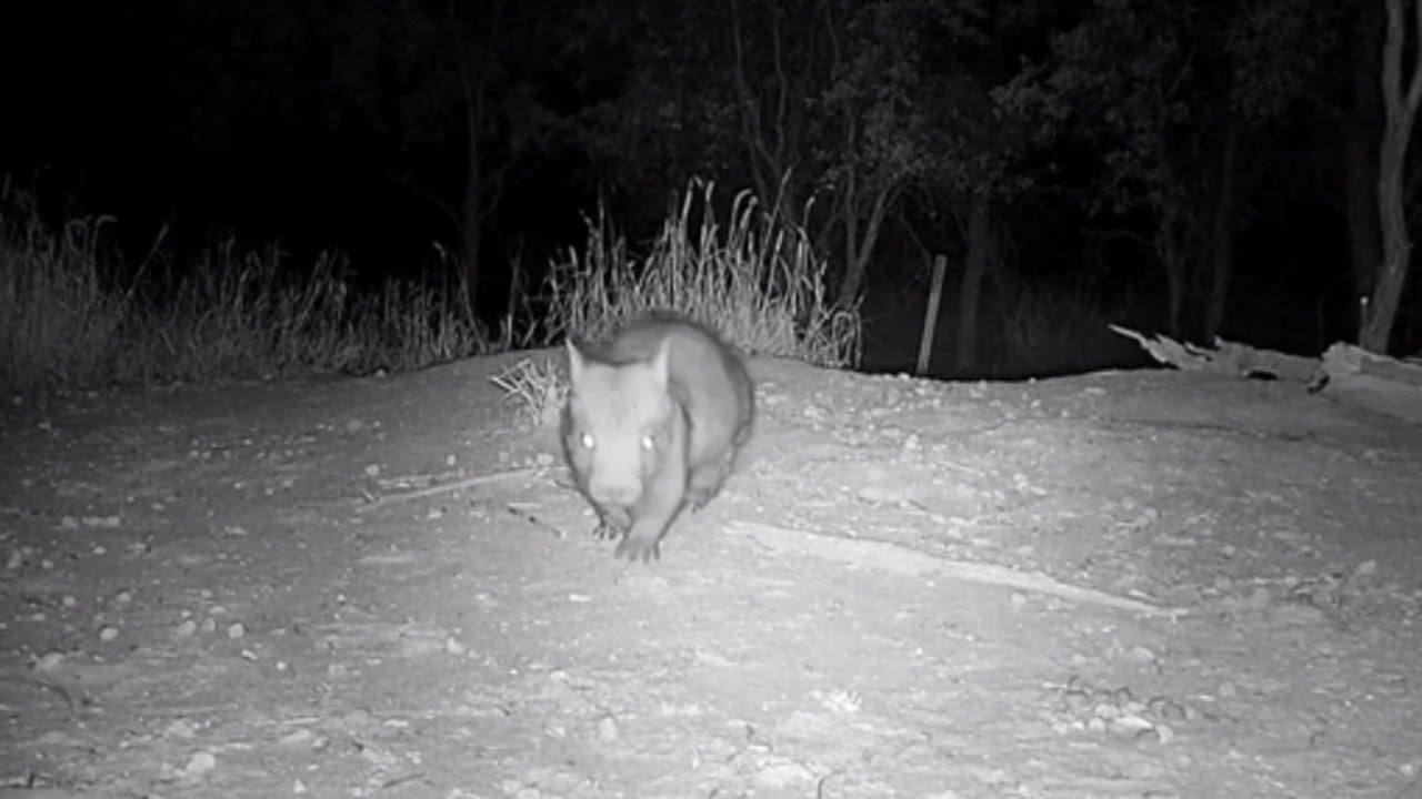 Exciting footage captured of critically endangered wombat - YouTube
