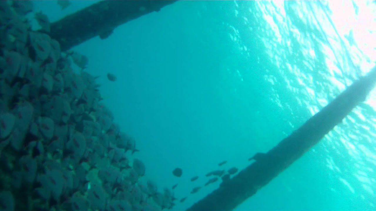 Maldives Underwater Grey School of Fish - YouTube
