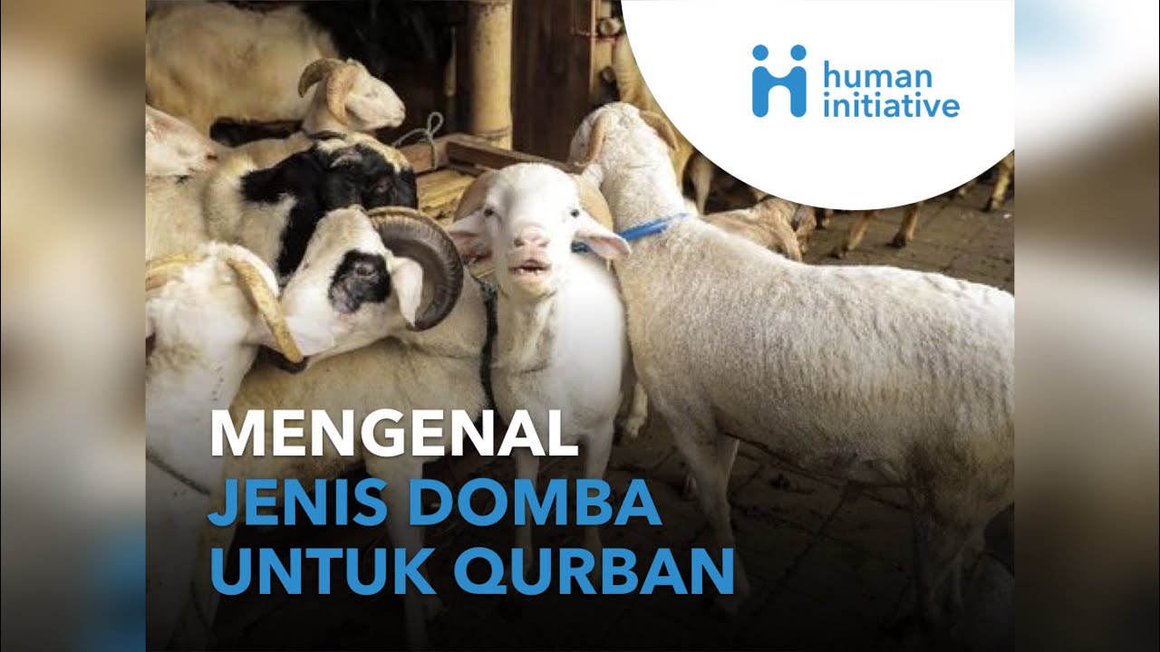 Mengenal Jenis DOmba Untuk Qurban Idul Adha - YouTube