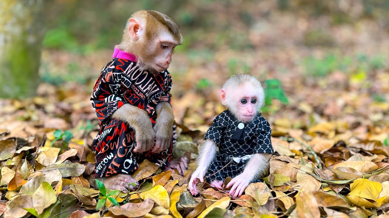 Monkey Kaka and Mit enjoy playing in the forest with their dađ - YouTube