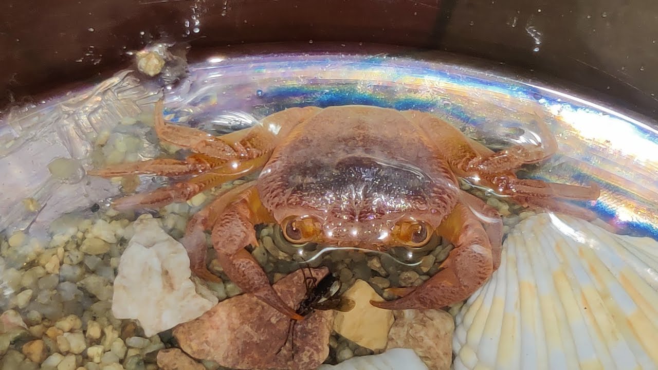 pet crab eating insect - YouTube