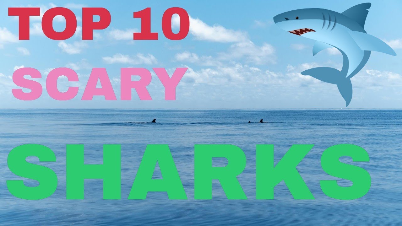 Top 10 Deep Sea Horrors: Scary Sharks! 🦈🦈🦈 - YouTube