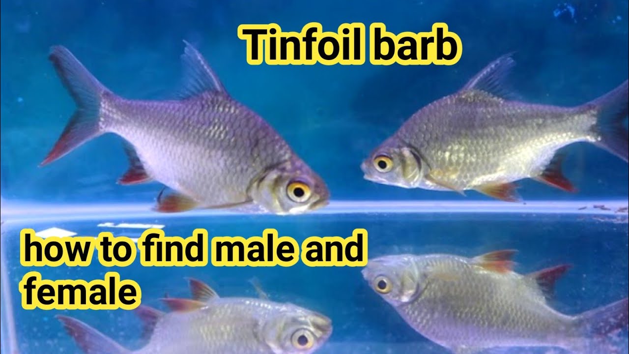 Tinfoil Barb