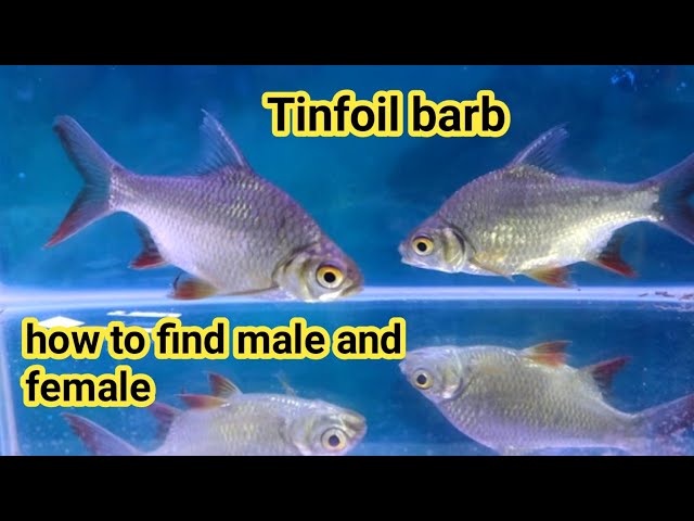 Tinfoil Barb Fish Male And Female