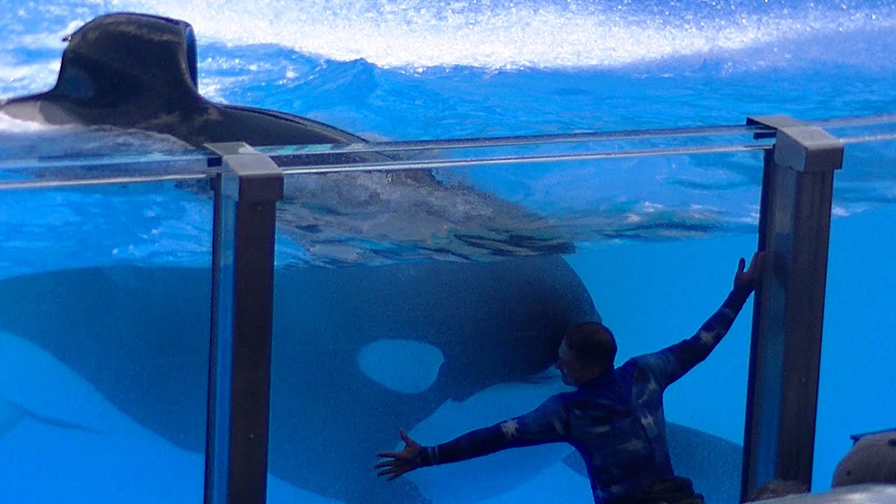 Tilikum Hugs/Kiss Trainer (Full HD) August 18, 2015 - SeaWorld Orlando ...