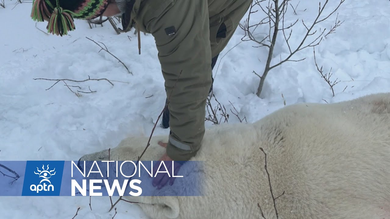 Polar bear paw prints spotted in one First Nation’s school yard | APTN ...