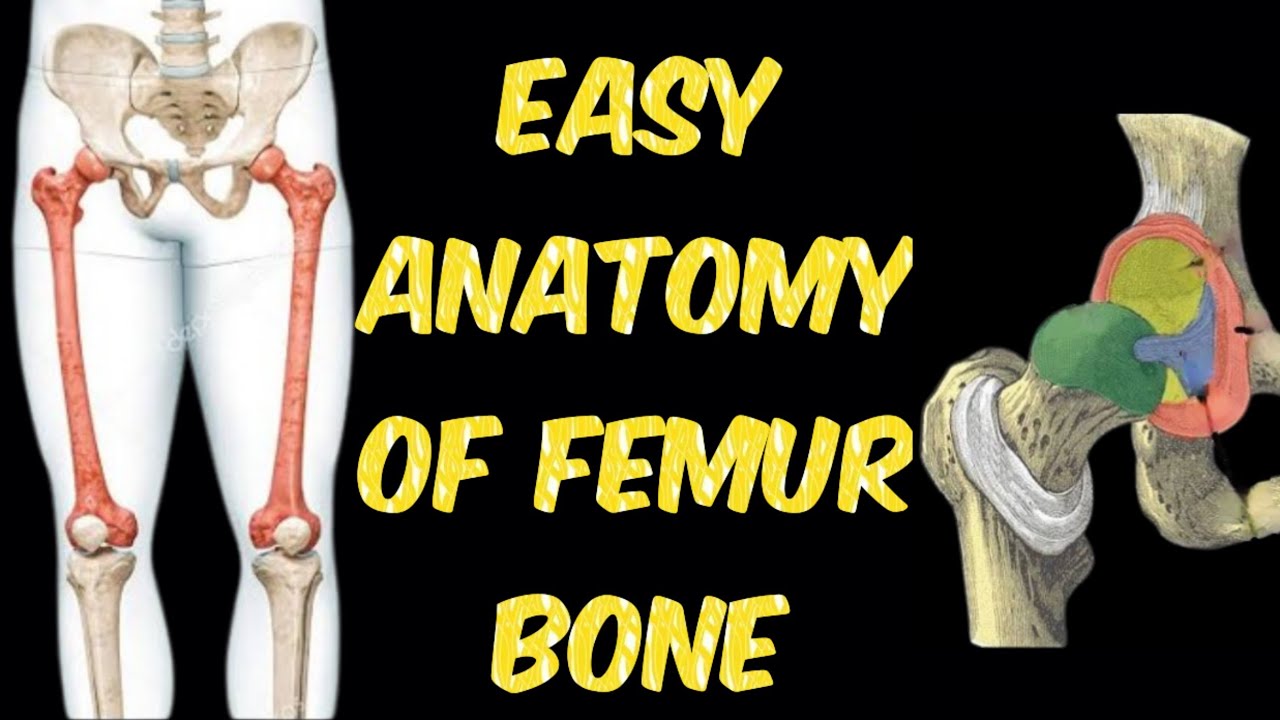 Easy Anatomy of femur bone within 3 minutes - YouTube