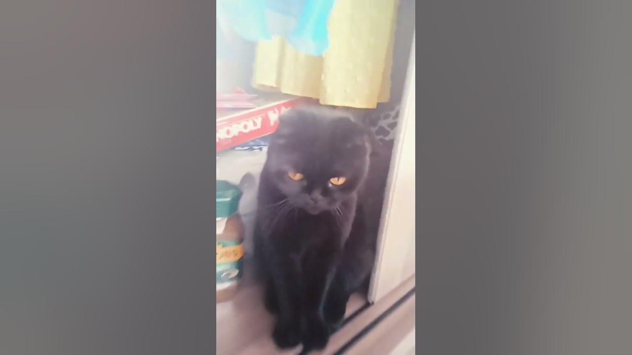 Мне так нравится сидеть в этом шкафу мяу😽 Youtube