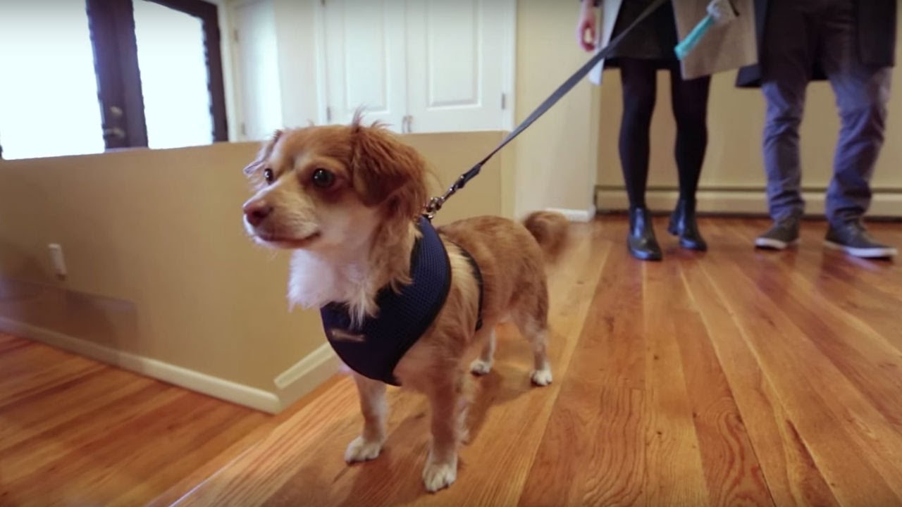 Happy Dog, Happy Home: Country Home - YouTube