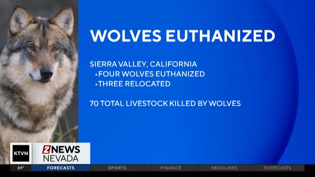Four gray wolves euthanized after livestock attacks in Sierra Valley ...
