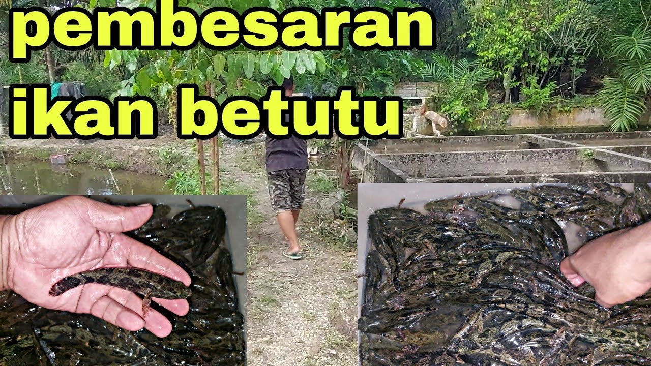 bibit ikan betutu/ikan gabus bodoh.proses pembesaran - YouTube