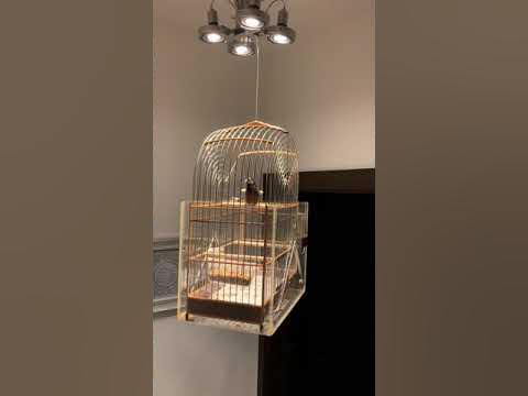 Curio pie picolet - YouTube