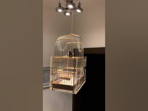 Curio pie picolet - YouTube